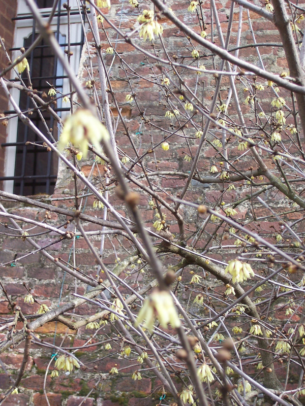 Calicanto, per un inverno profumato – Lavori in Giardino